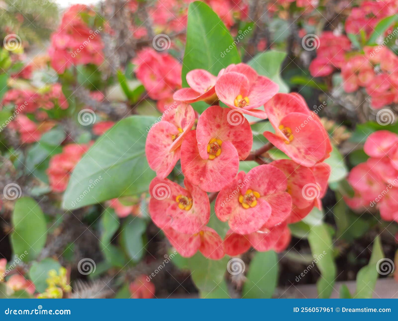 Aesthetic Red Flowers in the Morning Stock Image - Image of plant ...