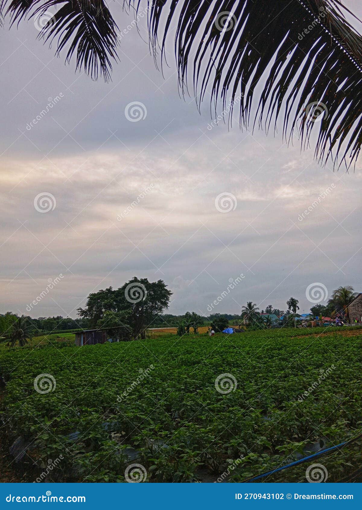 An Aesthetic and Refreshing View of the Spinach Garden Stock Photo ...
