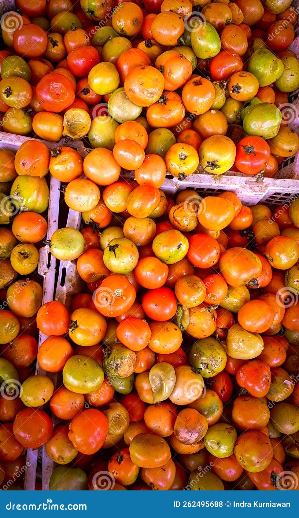 Aesthetic Rotten Tomatoes Stock Photos - Free & Royalty-Free Stock ...