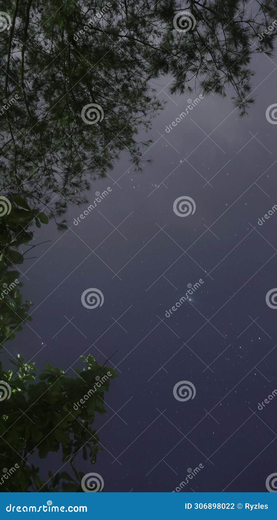 Aesthetic the Stars and Tree in Night Sky Stock Photo - Image of night ...