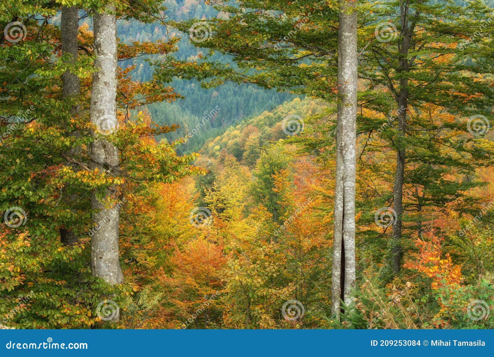 Aesthetic Tree in Autumn, Warm Colors Stock Photo - Image of root ...