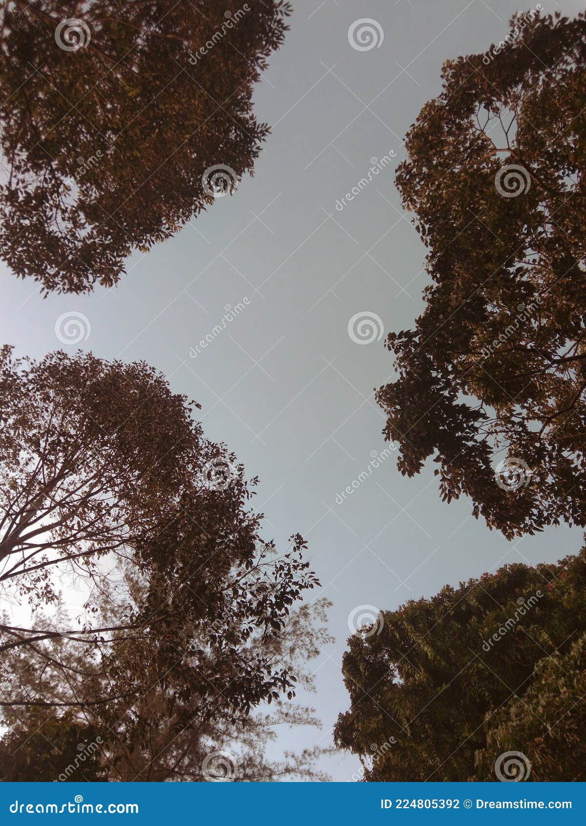 Aesthetic tree and nature stock photo. Image of nature - 224805392