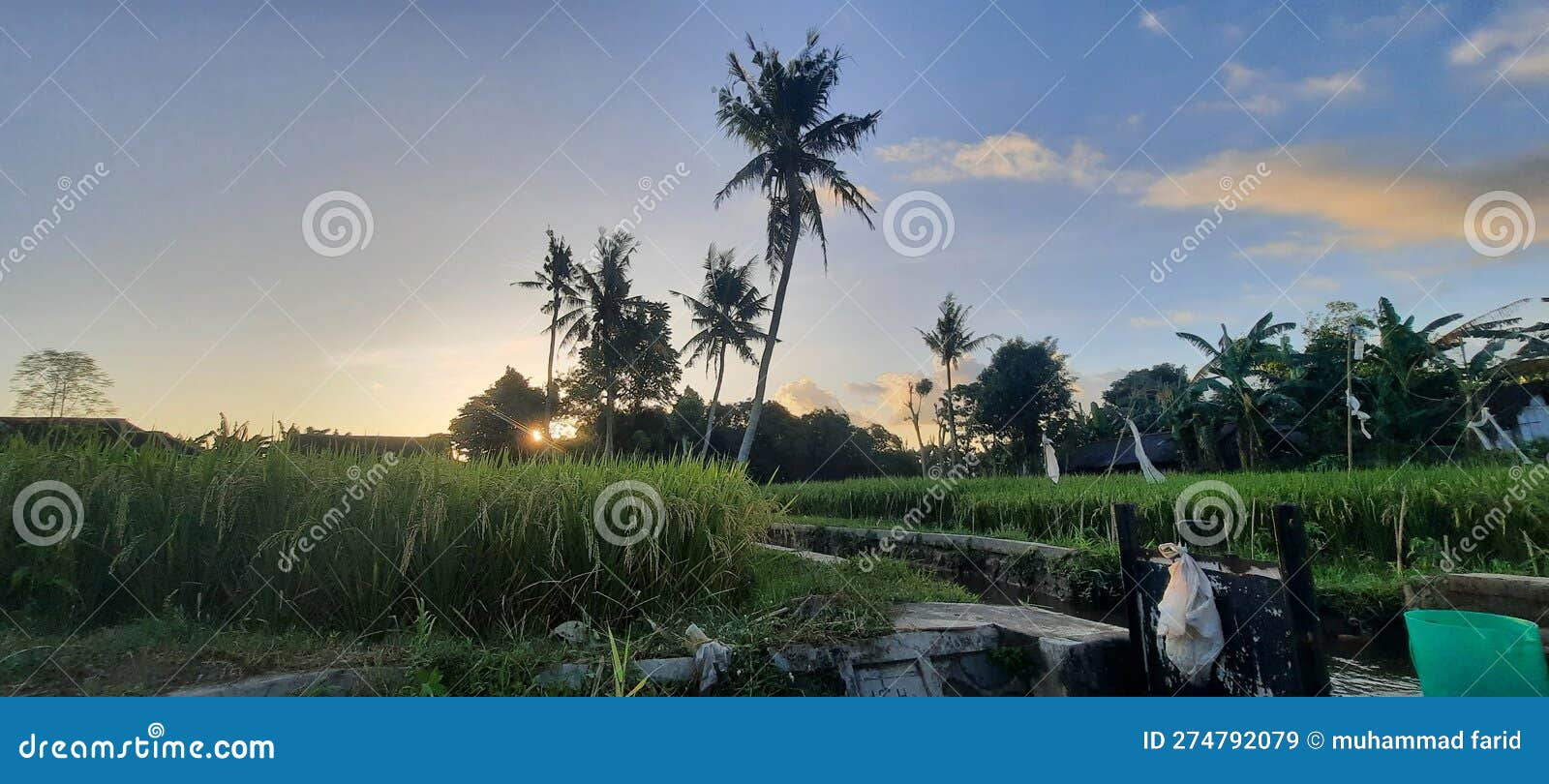 The Aesthetic View of the Rice Fields in the Afternoon is Very Nice ...