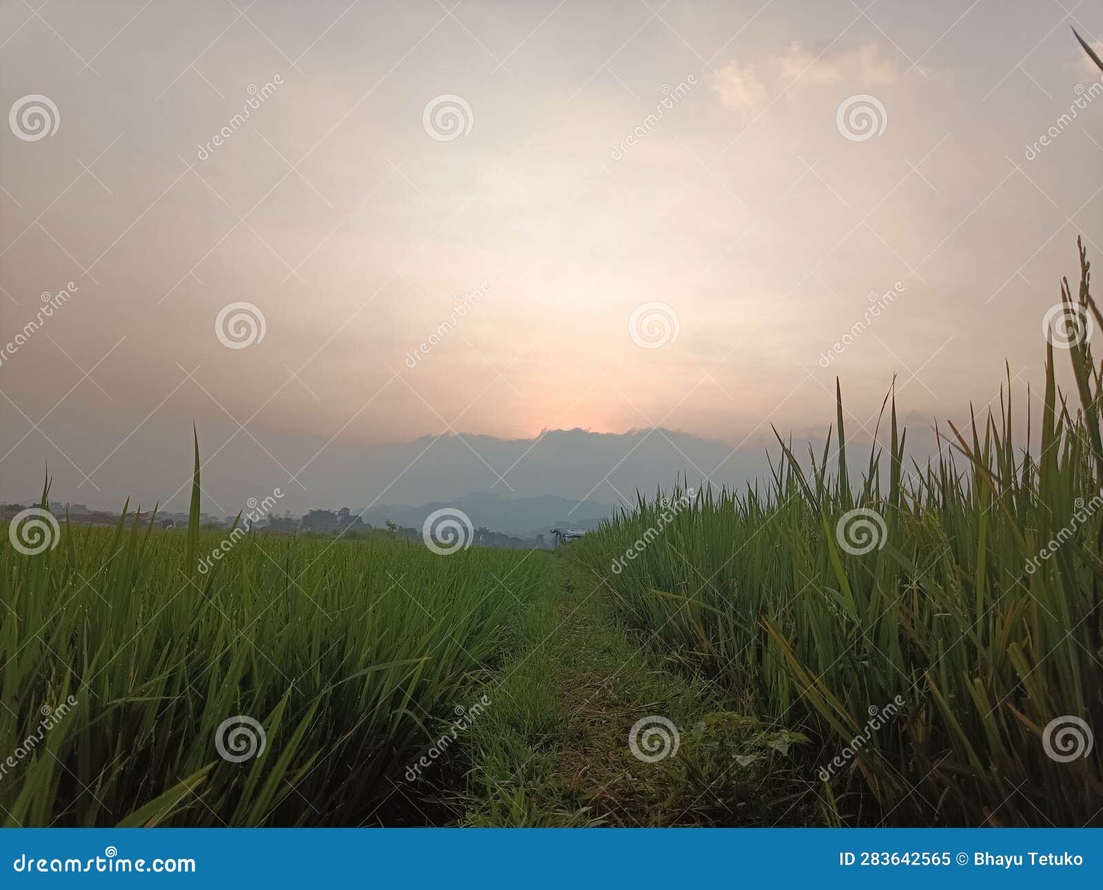 The Aesthetic View of the Sun between the Rice Fields Stock Image ...