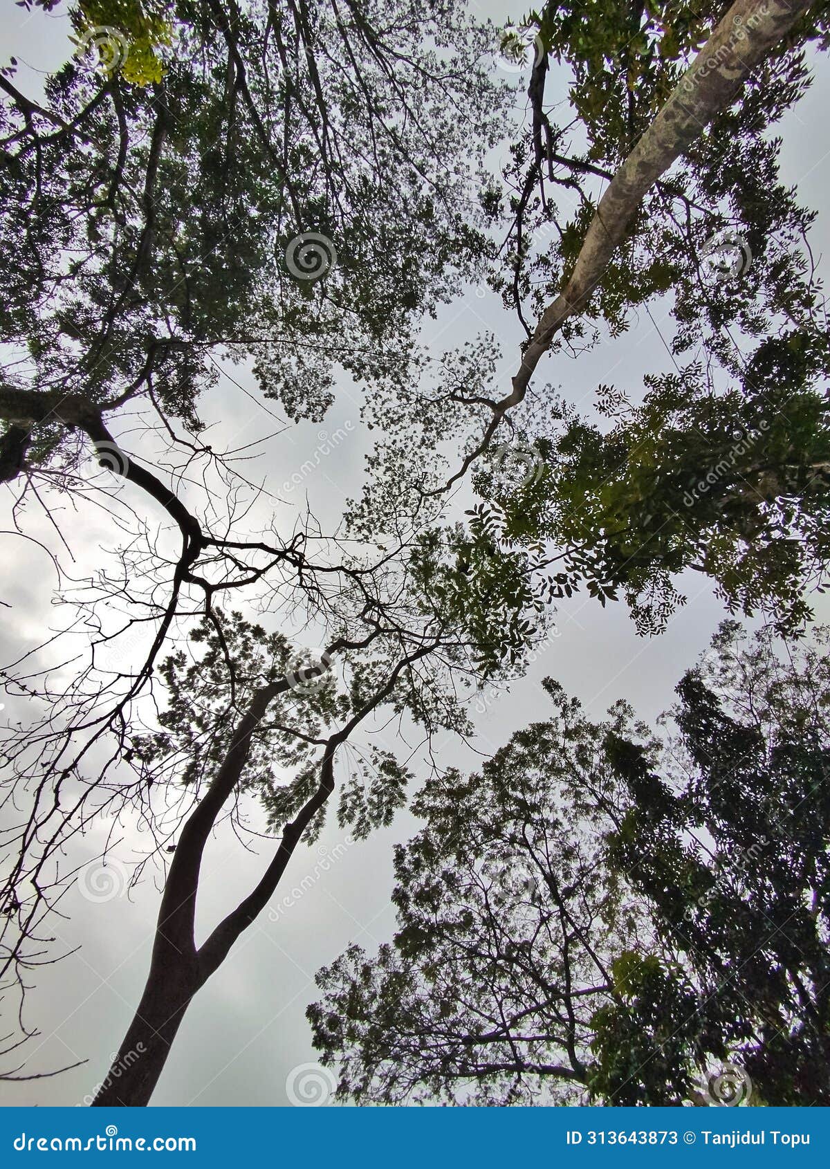 Aesthetic View of Trees Where it Blends with the Sky. Stock Image ...