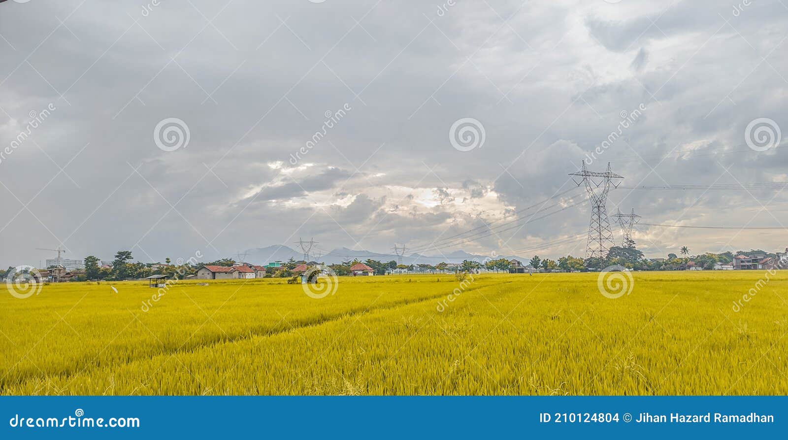 Aesthetic Views of the Rice Fields Stock Photo - Image of vegetable ...