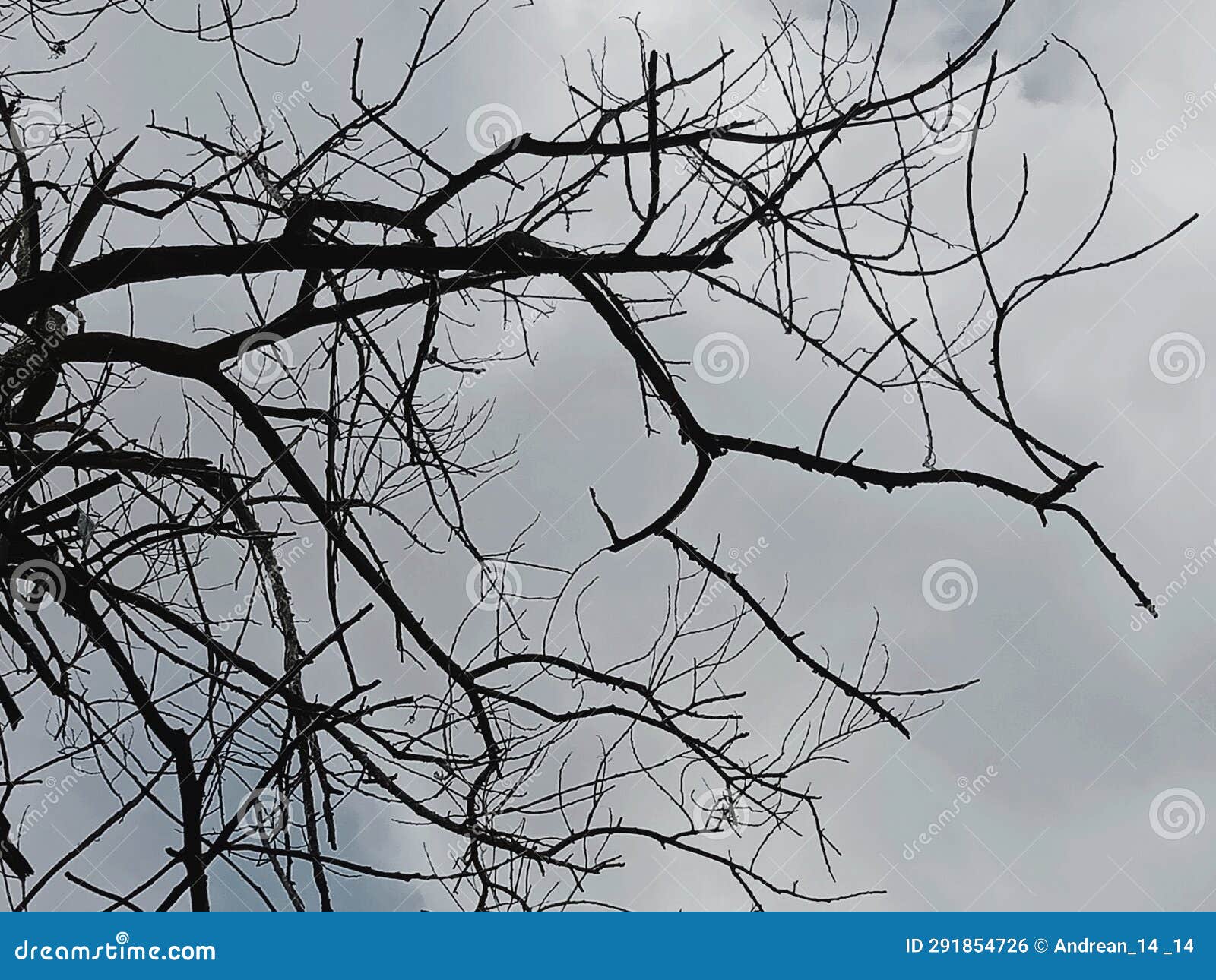 Aesthetic Wallpaper Background from Tree Branches Stock Photo - Image ...