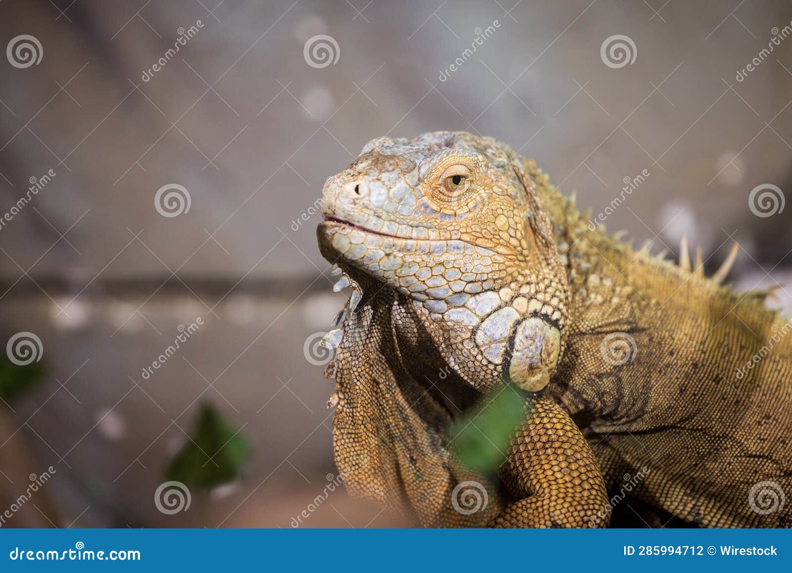 Aesthetically Pleasing Close-up of a Real Iguana Stock Photo - Image of ...
