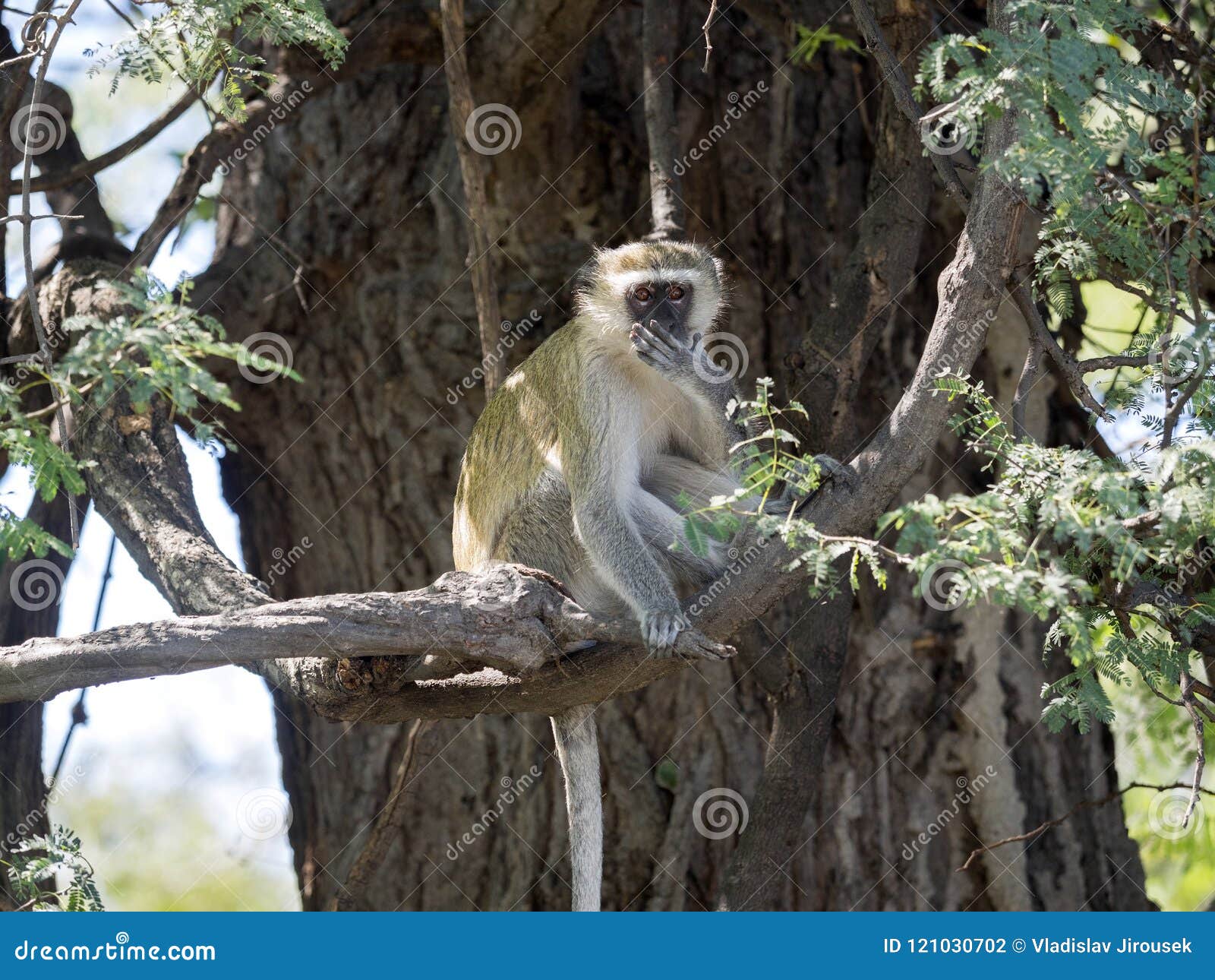 Aethiops De Chlorocebus Do Macaco Verde, Parque Nacional De Chobe ...