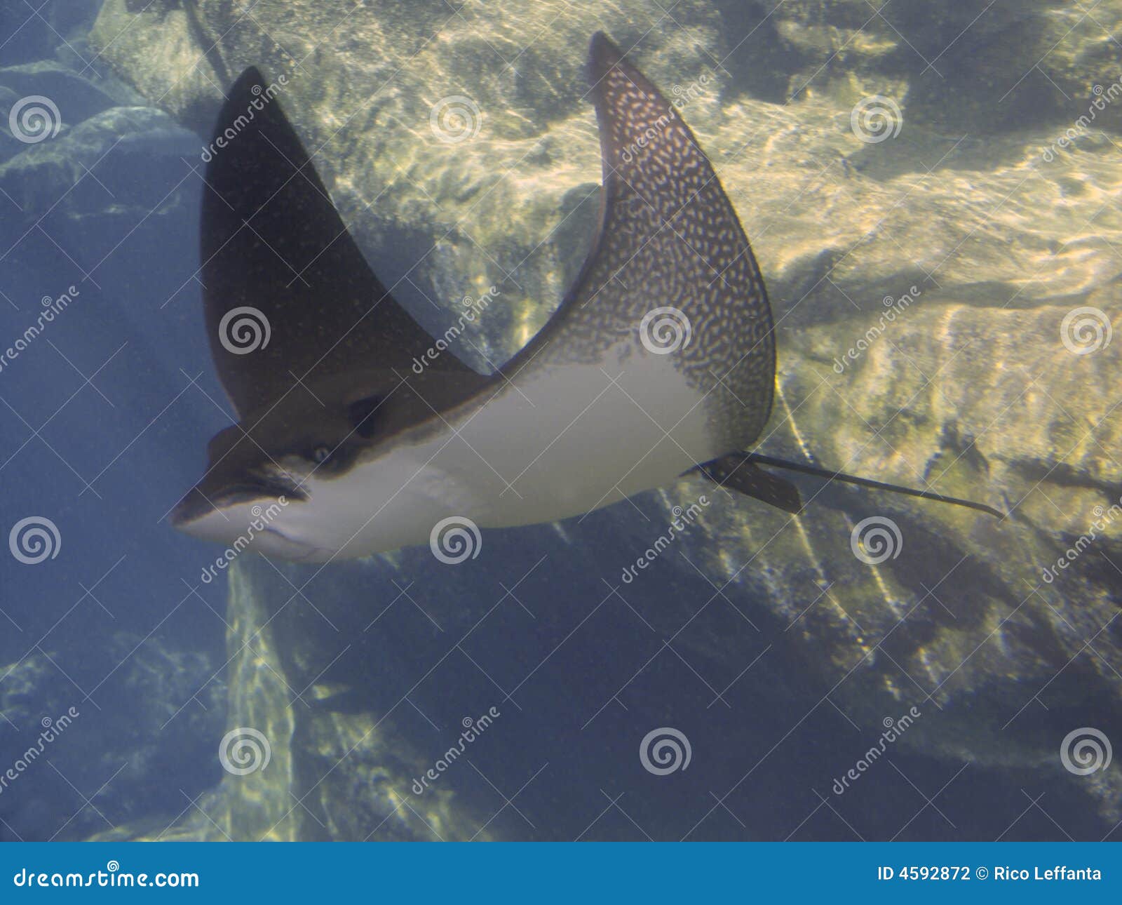 Aetobatus narinari stock photo. Image of grumpy, underwater - 4592872
