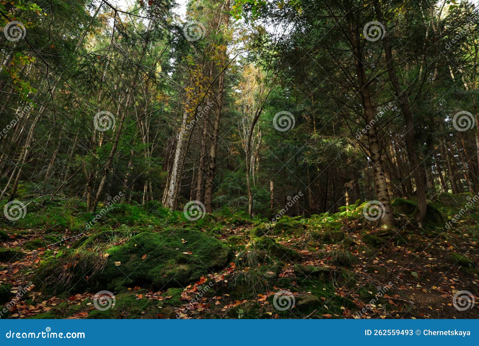 Afbeelding Van Bomen En Mos Op Stenen in Mooi Bos Stock Afbeelding ...