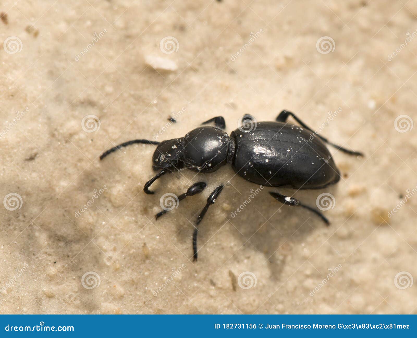 Aff Scaurus Corpse of Beetle Semi Buried in Plaster Ground Stock Photo ...