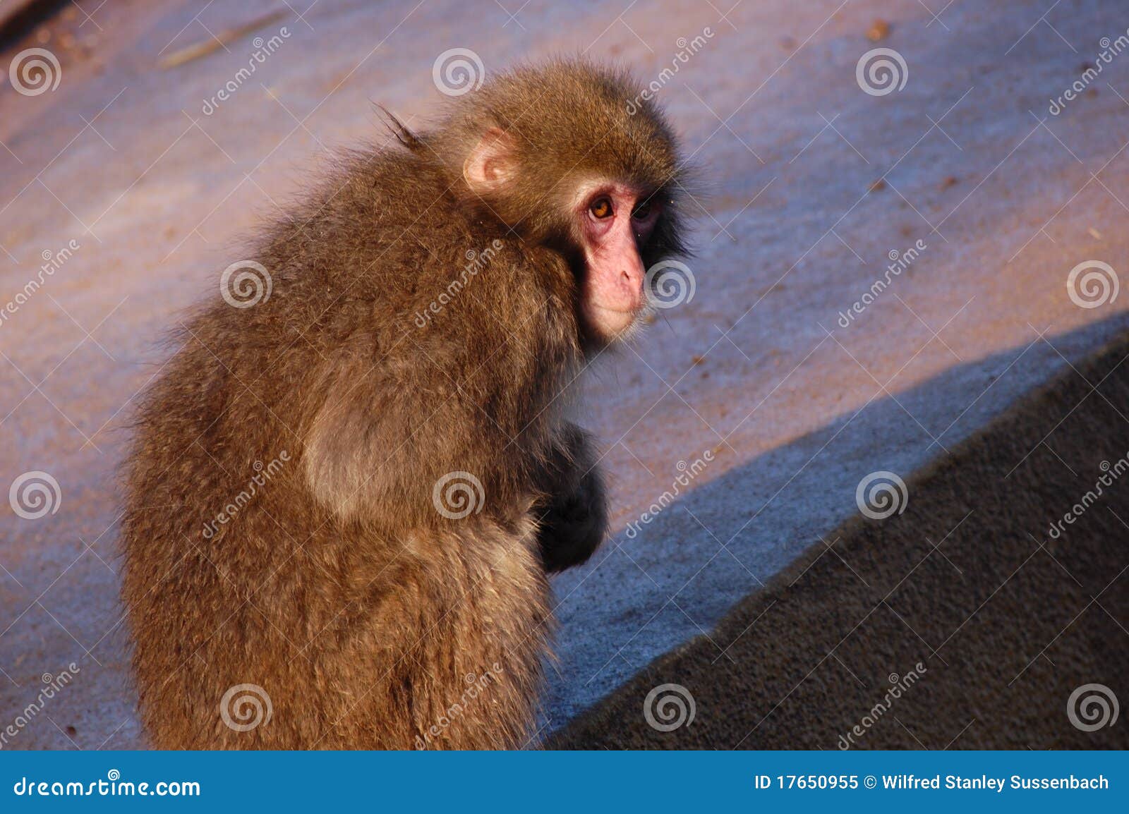 Affe stockbild. Bild von sitzung, ohren, haarig, traurig - 17650955