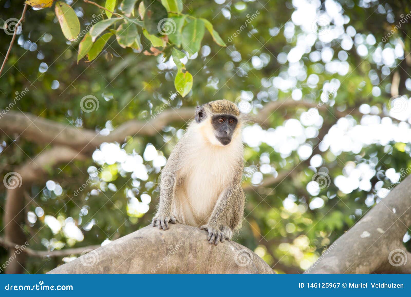 Affe in Afrika in Einem Park Auf Einem Baum Stockbild - Bild von ...