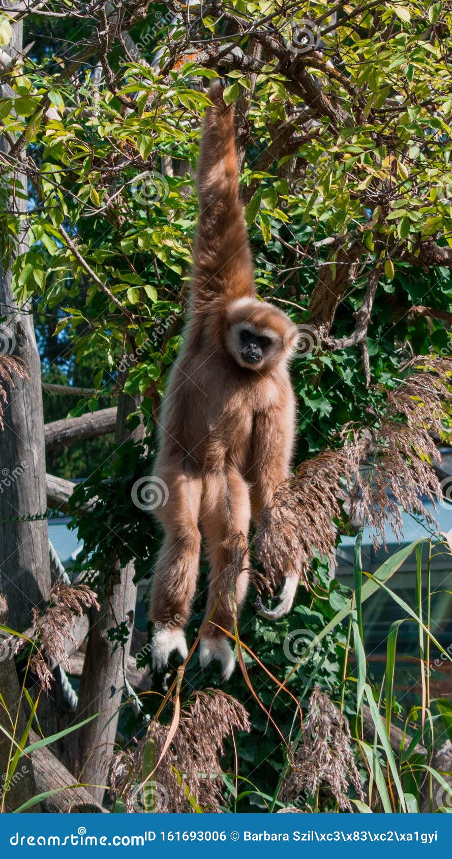 Baumnmonkey Stock Photos - Free & Royalty-Free Stock Photos from Dreamstime