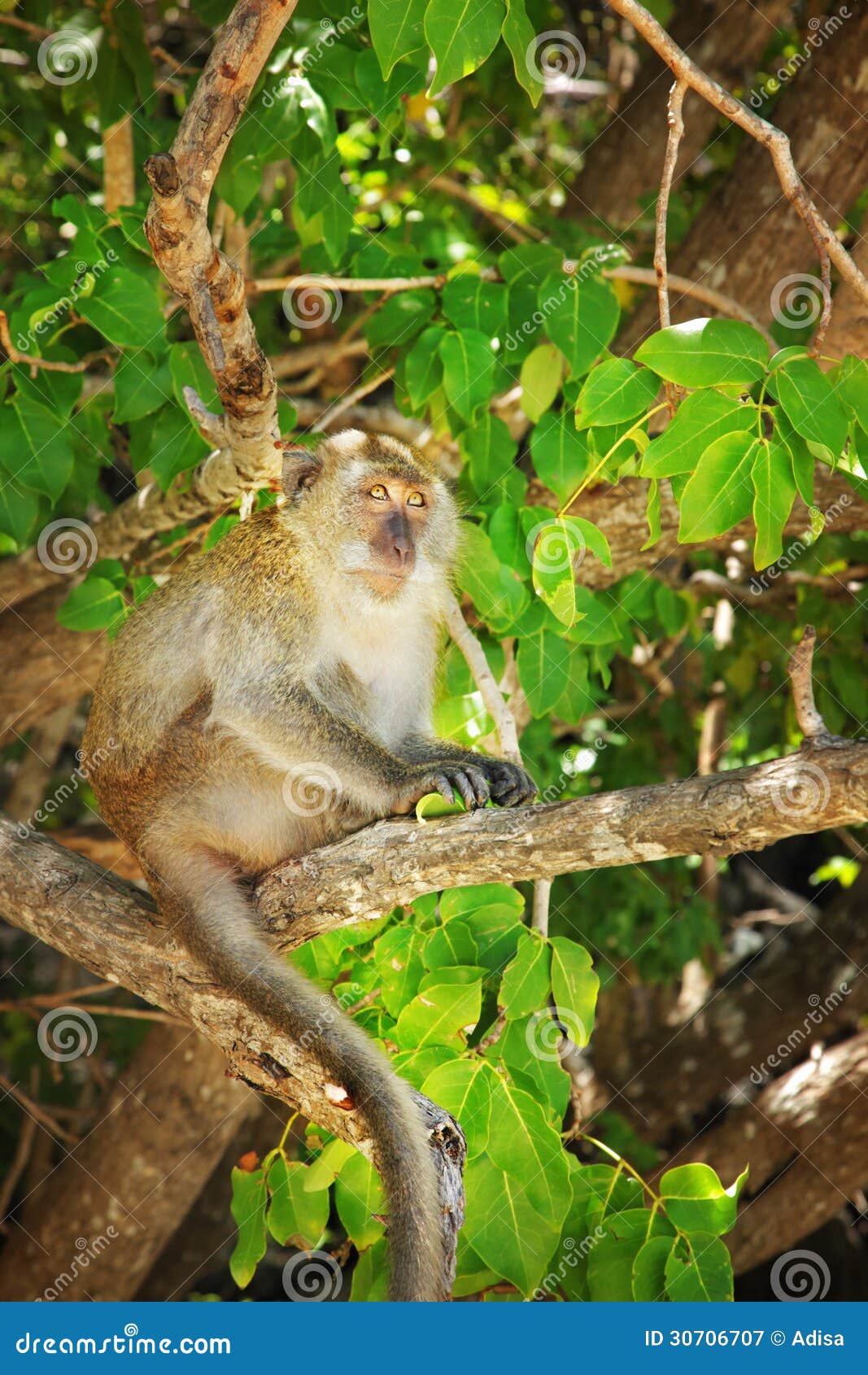 Affe auf dem Baum stockbild. Bild von schauen, tropisch - 30706707