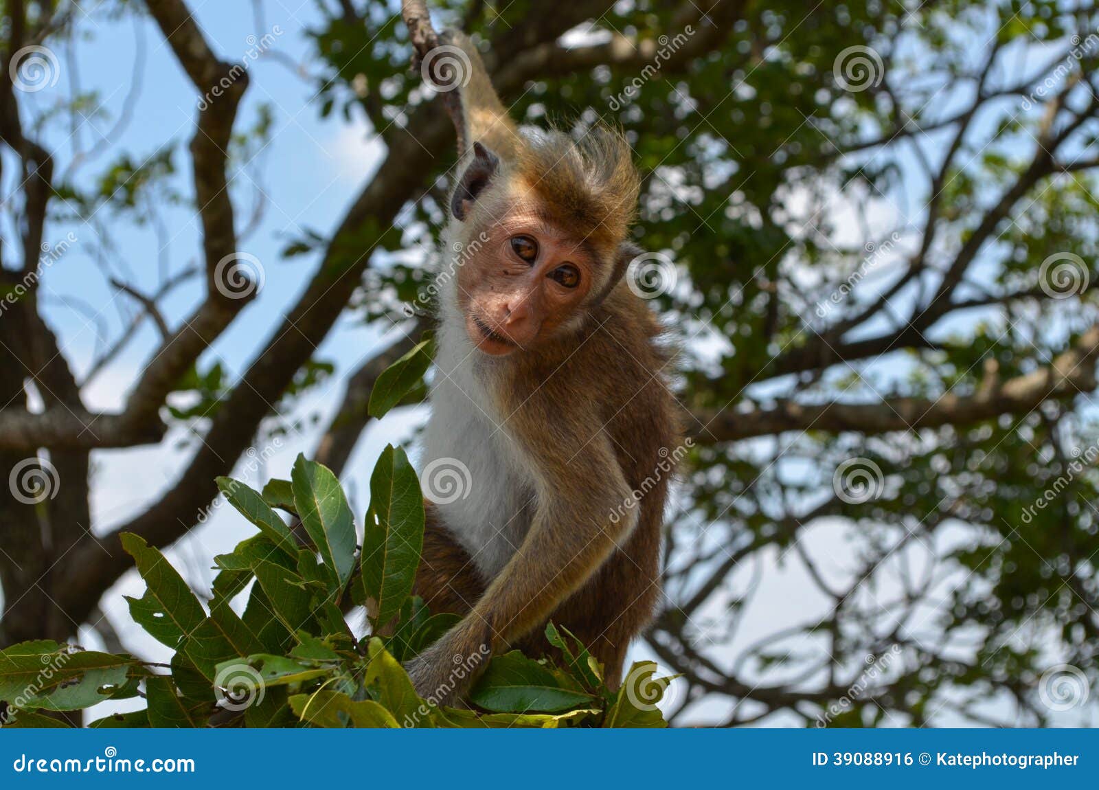 Affe auf dem Baum stockfoto. Bild von nahaufnahme, fallhammer - 39088916