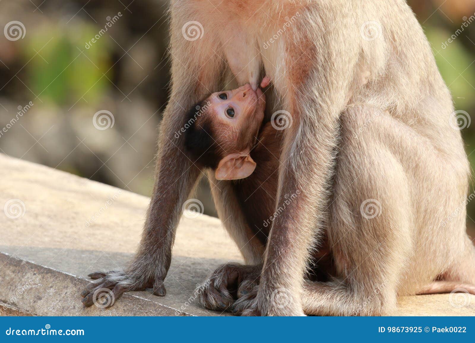 Affe-Baby mit Mutter stockbild. Bild von tier, dschungel - 98673925