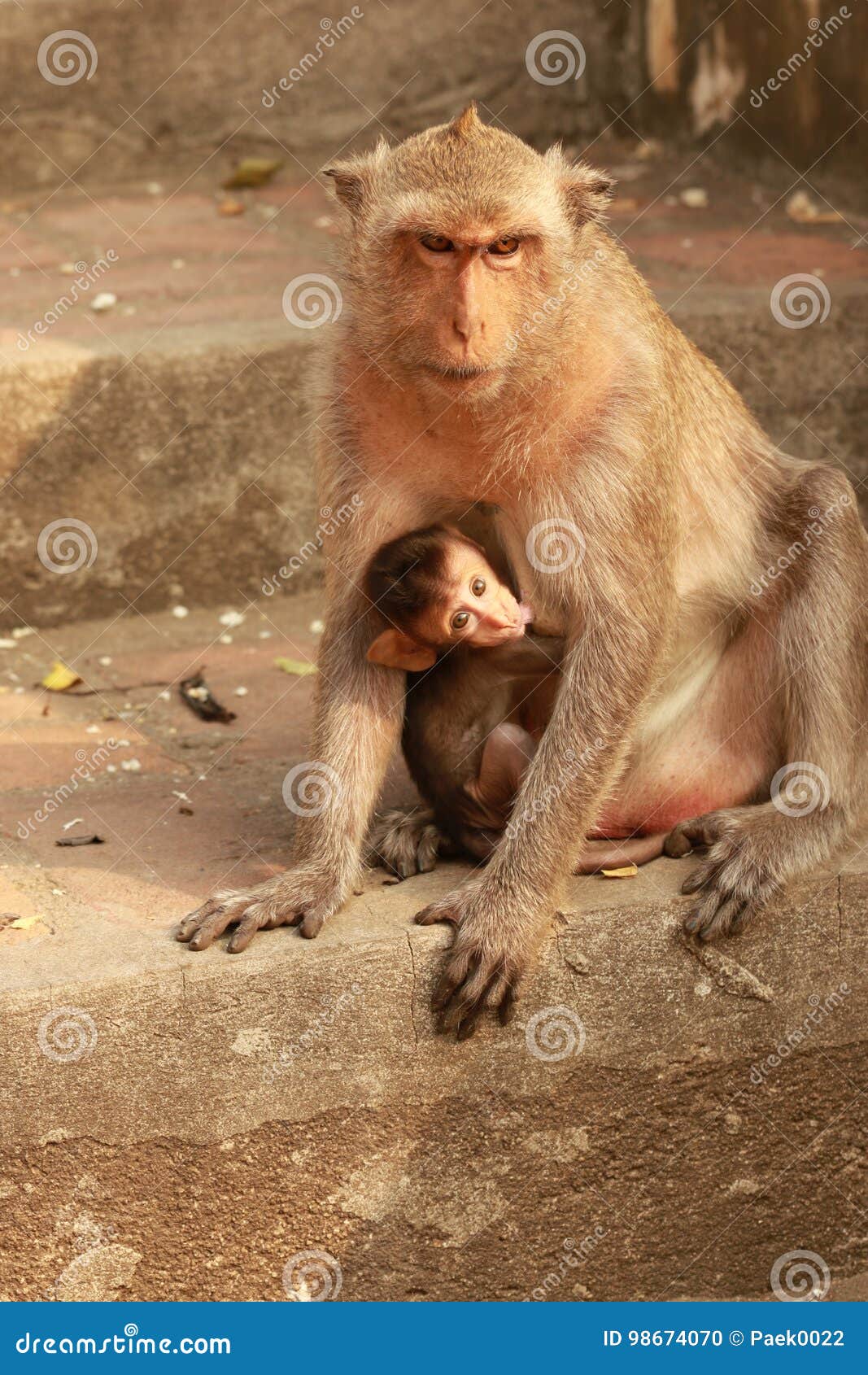 Affe-Baby mit Mutter stockfoto. Bild von fallhammer, nett - 98674070