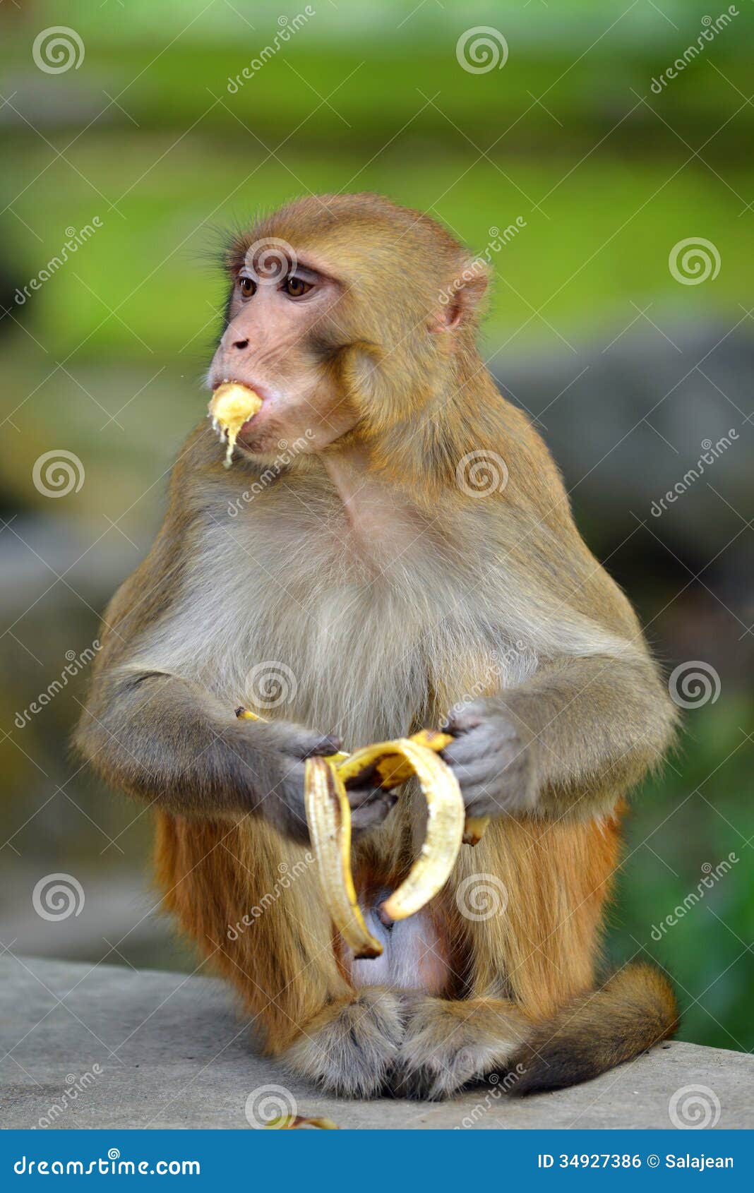 Affe, der Banane isst stockfoto. Bild von führen, asiatisch - 34927386