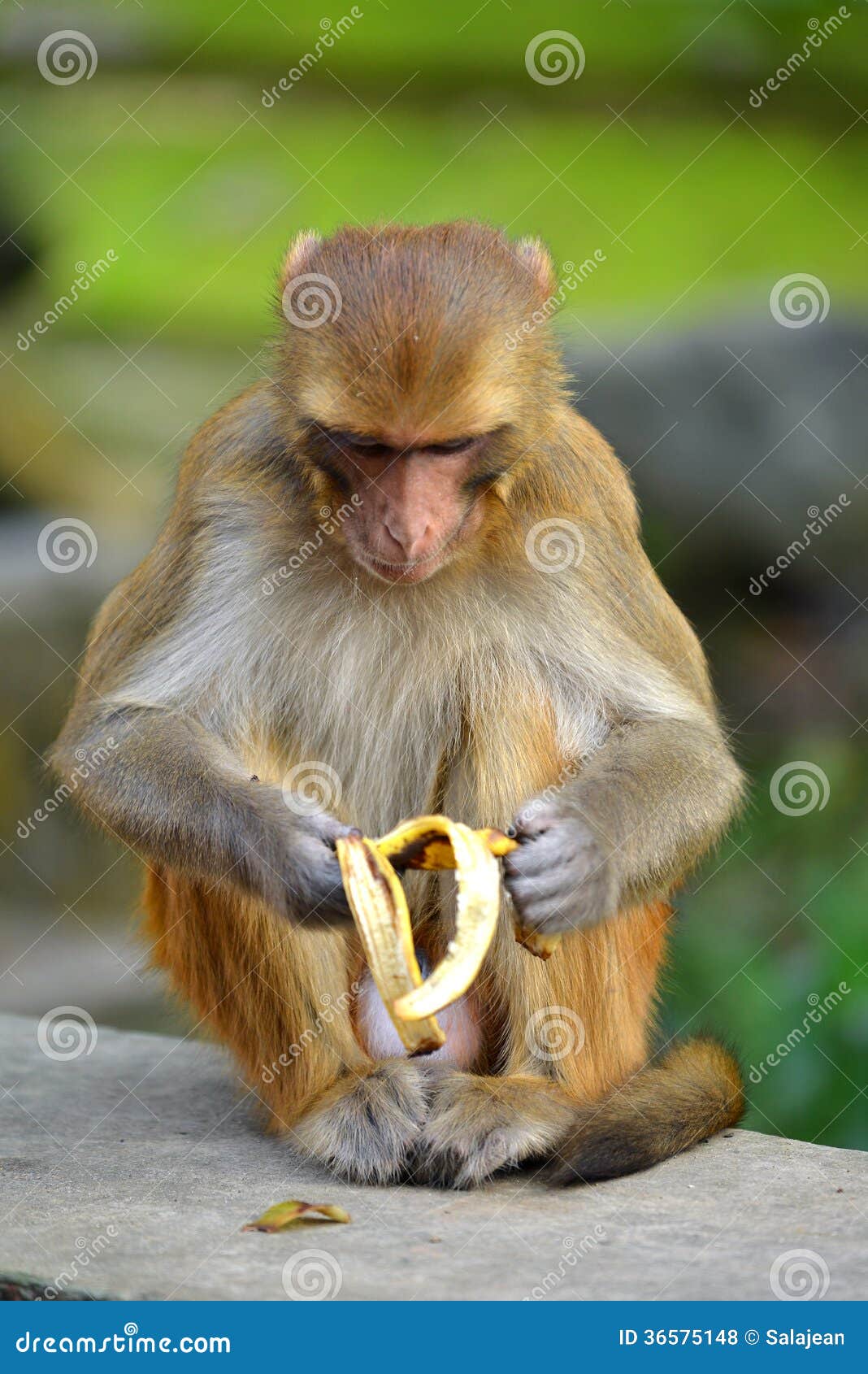 Affe, der Banane isst stockfoto. Bild von säugetier, nave - 36575148