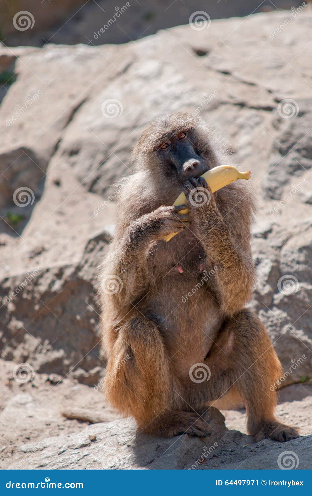 Affe, der Banane isst stockbild. Bild von essen, felsen - 64497971