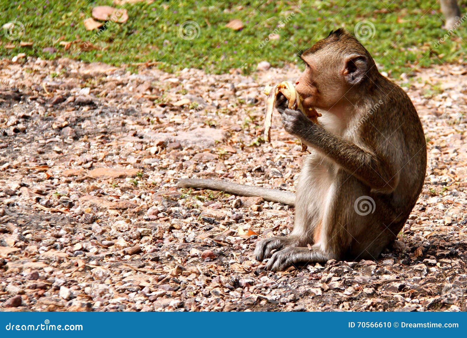 Affe, der Banane isst stockfoto. Bild von tier, banane - 70566610
