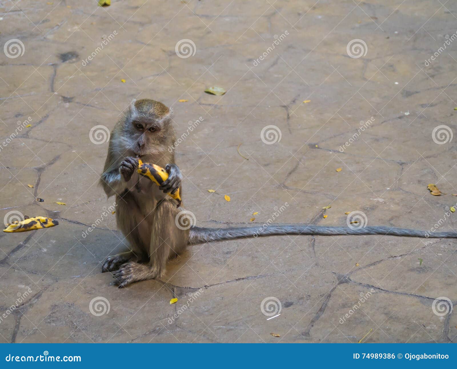 Affe, der Banane isst stockfoto. Bild von stein, draussen - 74989386