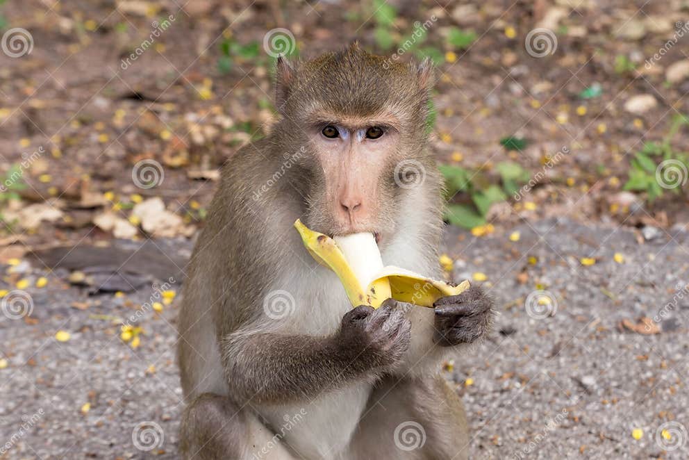 Affe, Der Banane Isst Long-tailed Macaque Stockfoto - Bild von porträt ...