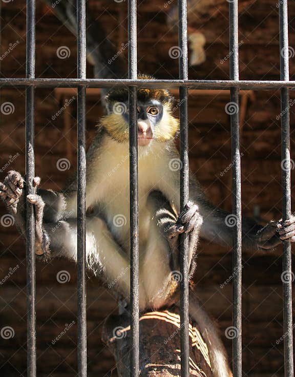 Affe, Der Hinter Den Stangen Sitzt Stockfoto - Bild von leute ...