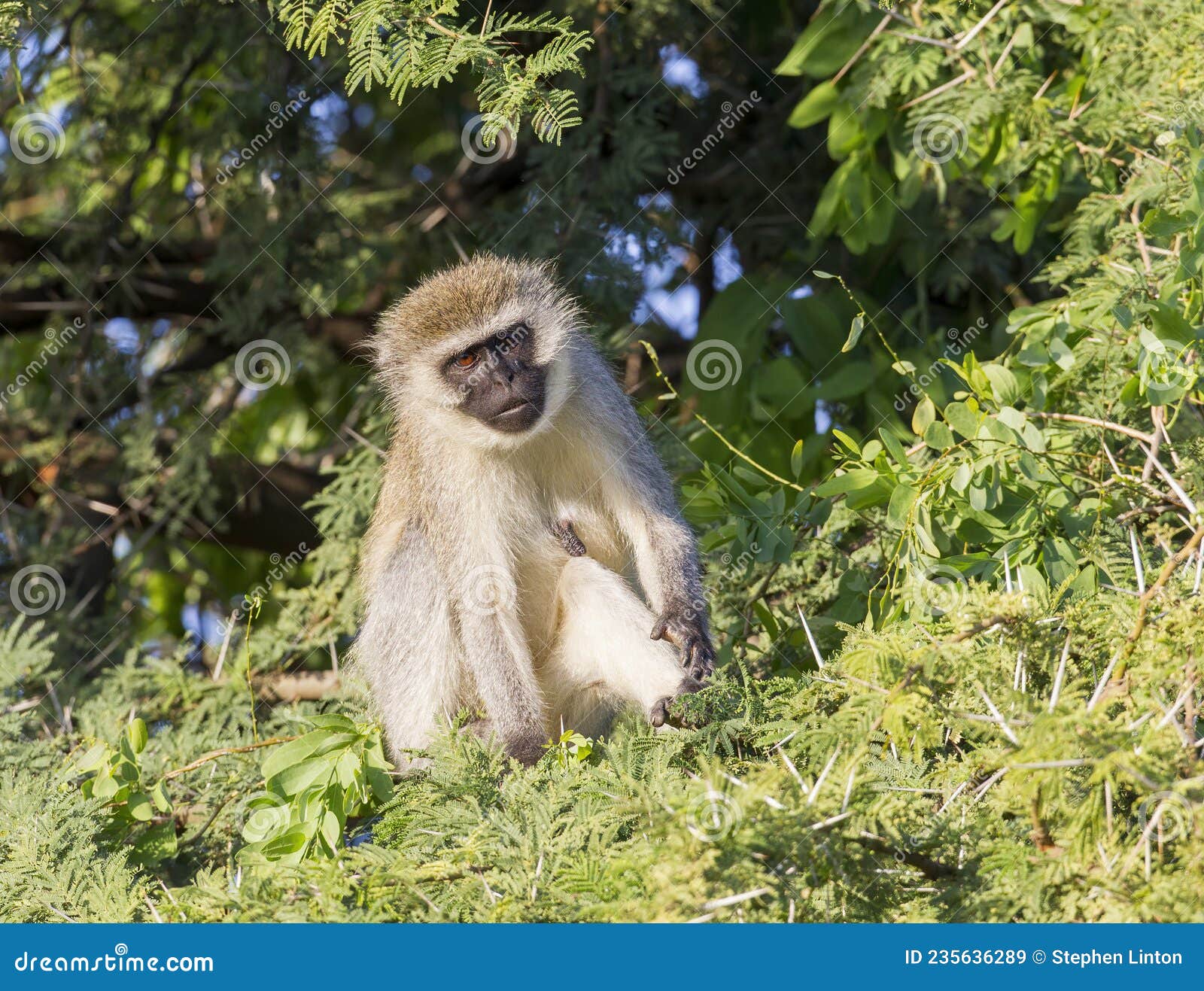Affe in einem Baum stockbild. Bild von sitzung, wildnis - 235636289