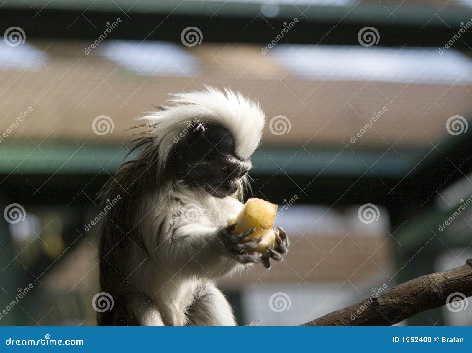 Affe Mit Banane Bild. Bild: 1952400