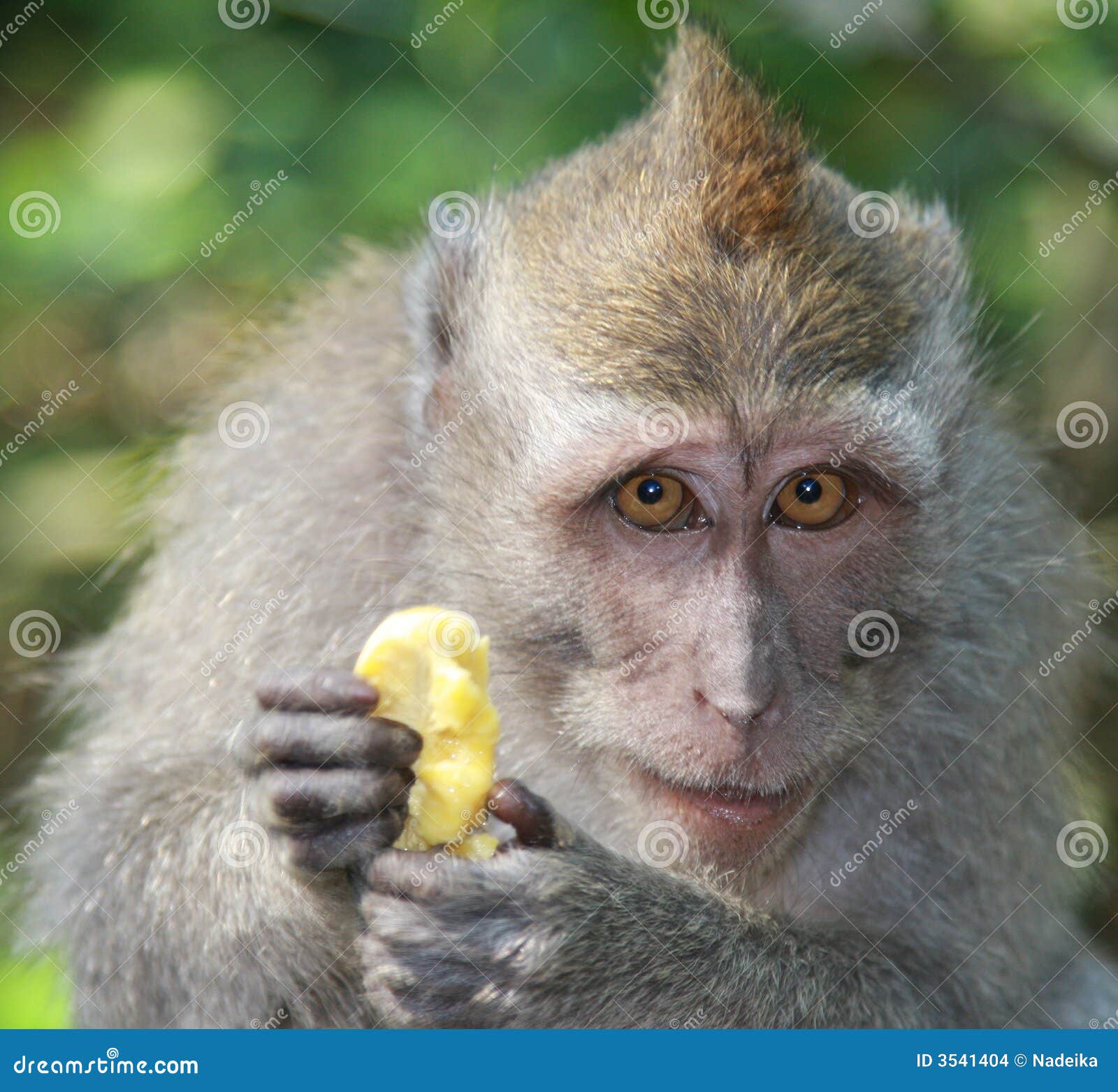 Affe Mit Banane Bild. Bild: 3541404