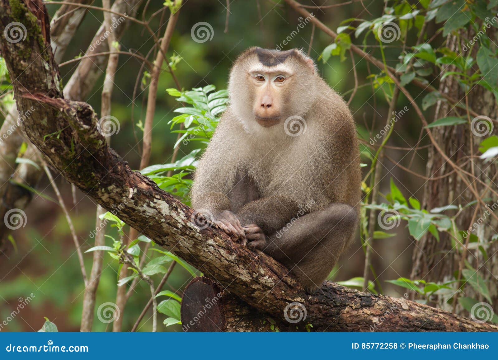 Affe Sitzen Auf Dem Baumstock Stockfoto - Bild von steuerknüppel, blatt ...