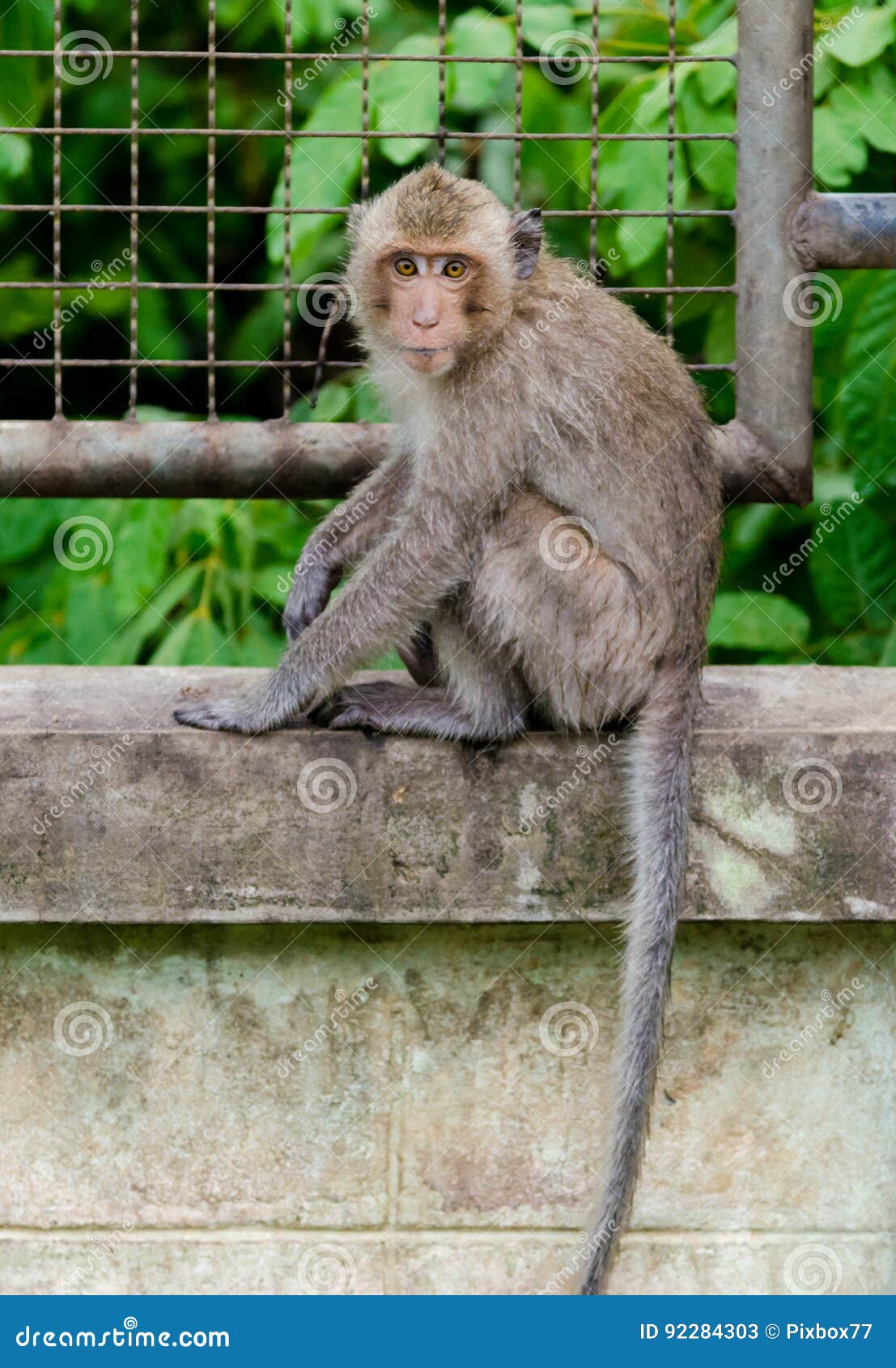 Affe Sitzen an Der Betonmauer Stockbild - Bild von säugetier, dschungel ...