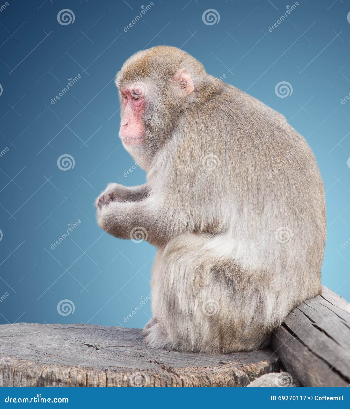 Affe sitzt auf Baum stockbild. Bild von säugetier, wild - 69270117