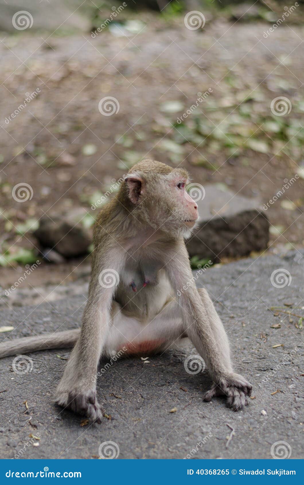 Affe sitzt auf dem Felsen stockbild. Bild von schützen - 40368265