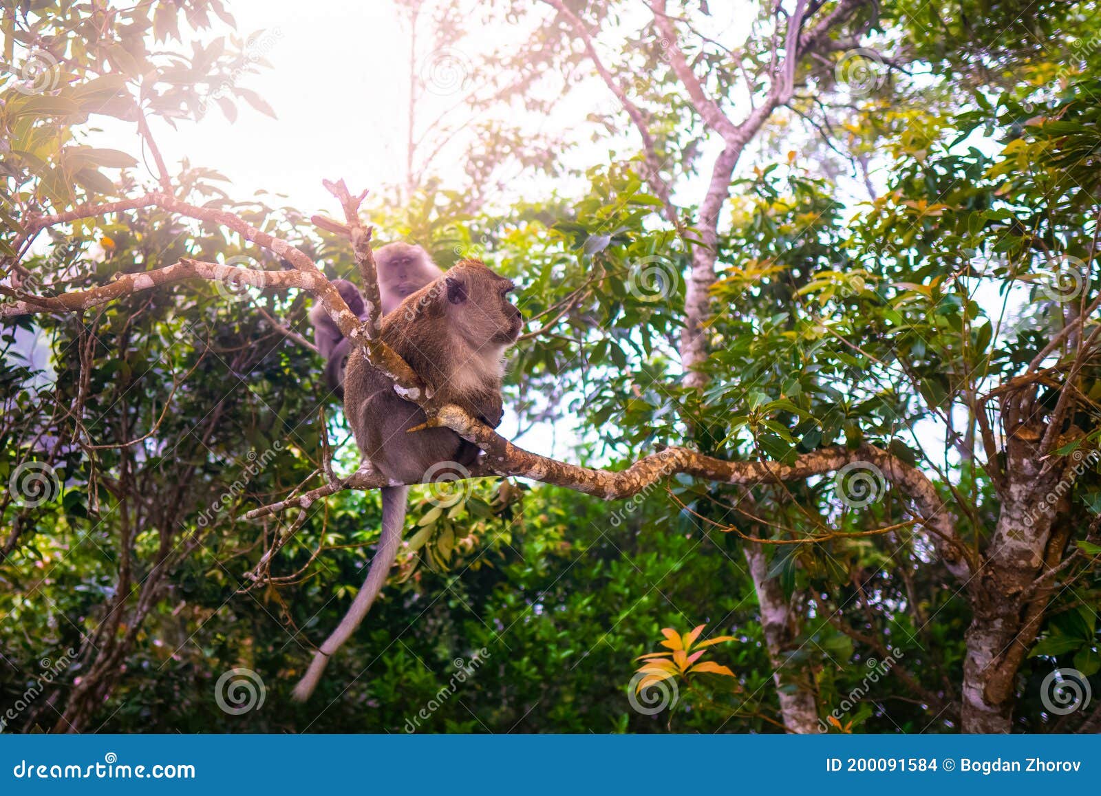 Affe Sitzt Auf Einem Baum Im Dschungel Stockfoto - Bild von frech ...