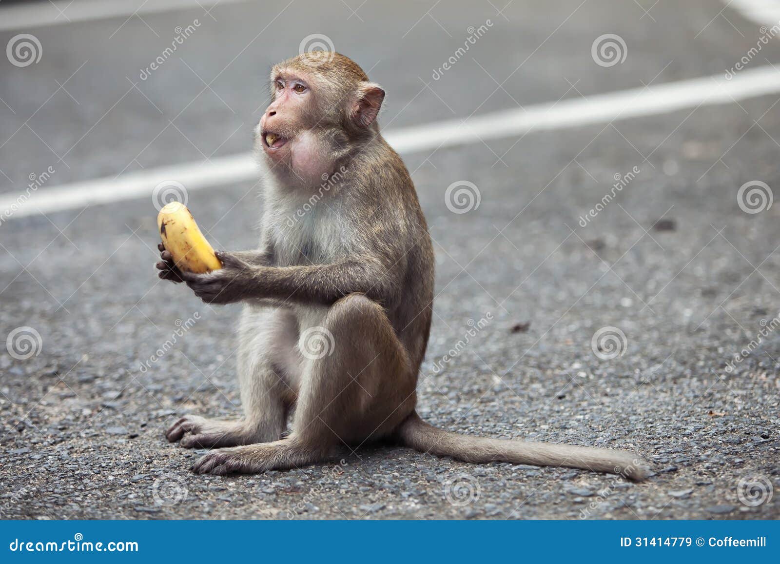 Affe sitzt und isst Banane stockbild. Bild von frucht - 31414779