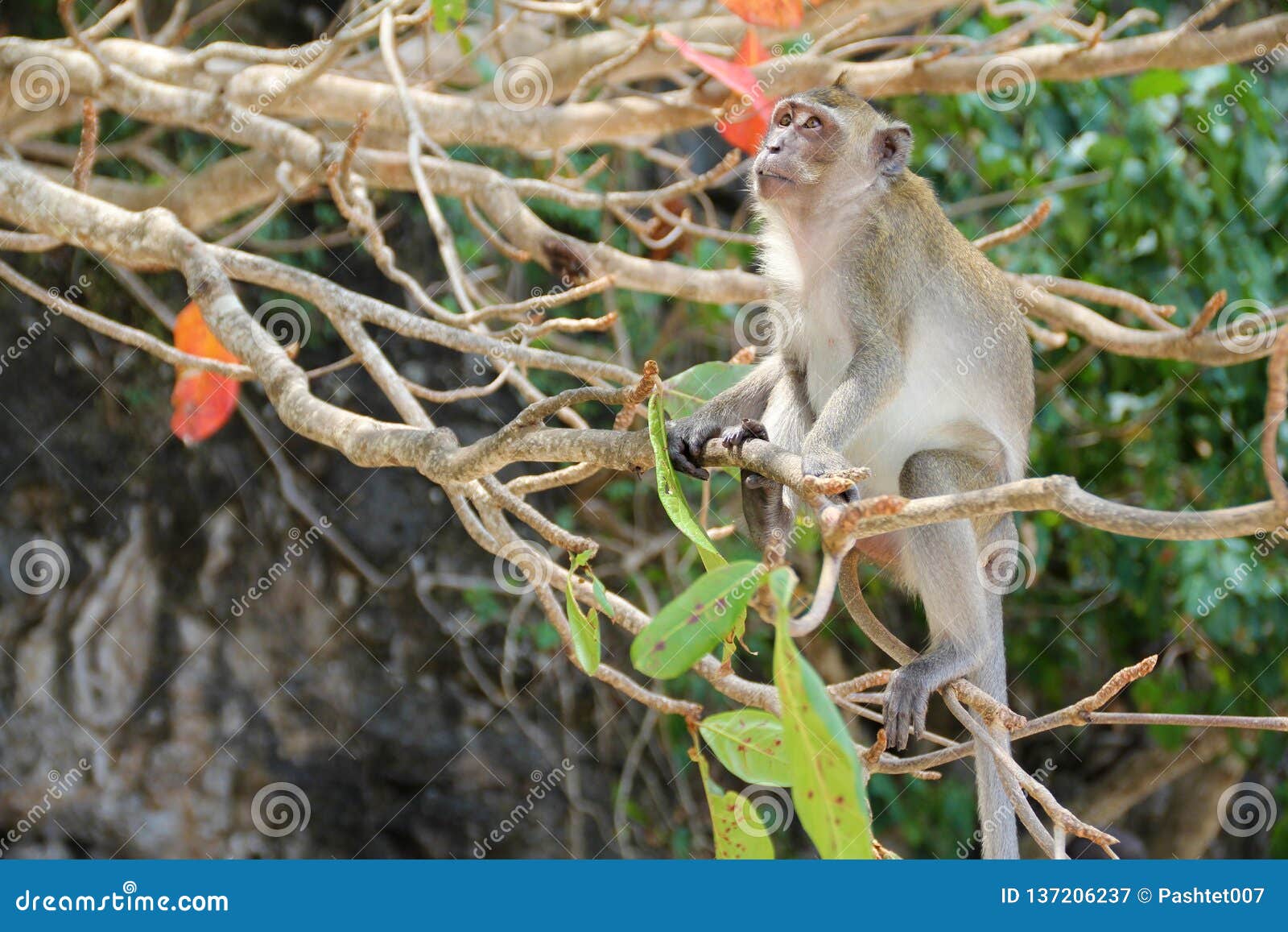 Affe War, Sitzend Denkend Und in Einem Baum Stockbild - Bild von ...