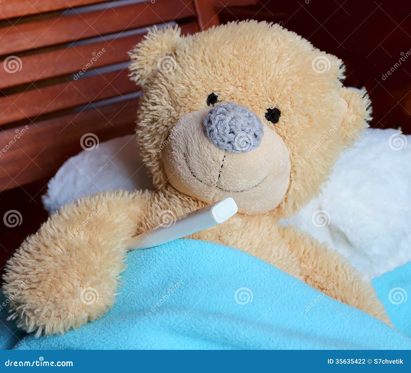 Affected by cold bear stock photo. Image of blanket, animal - 35635422