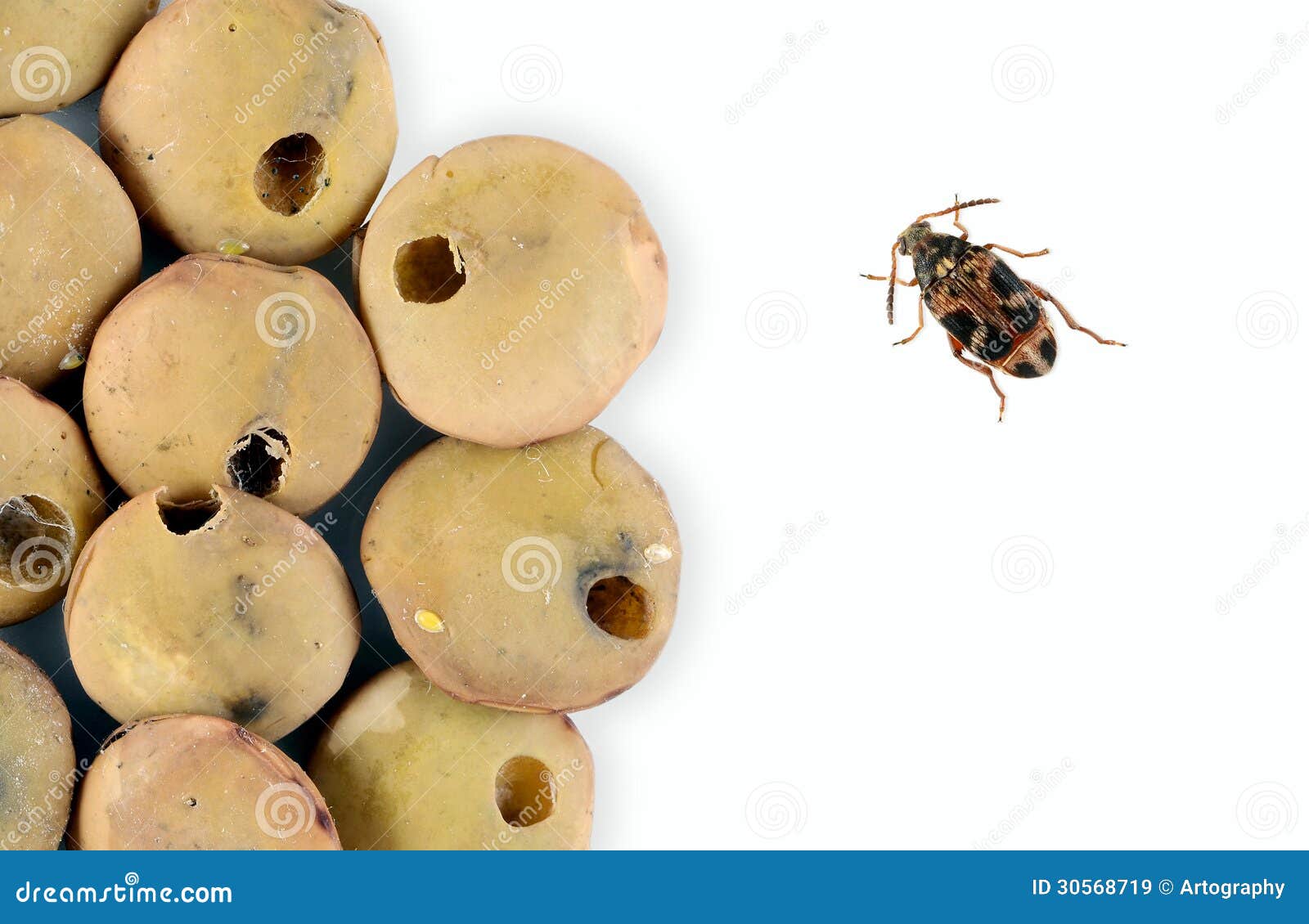 210 Infected Seed Photos - Free & Royalty-Free Stock Photos from Dreamstime