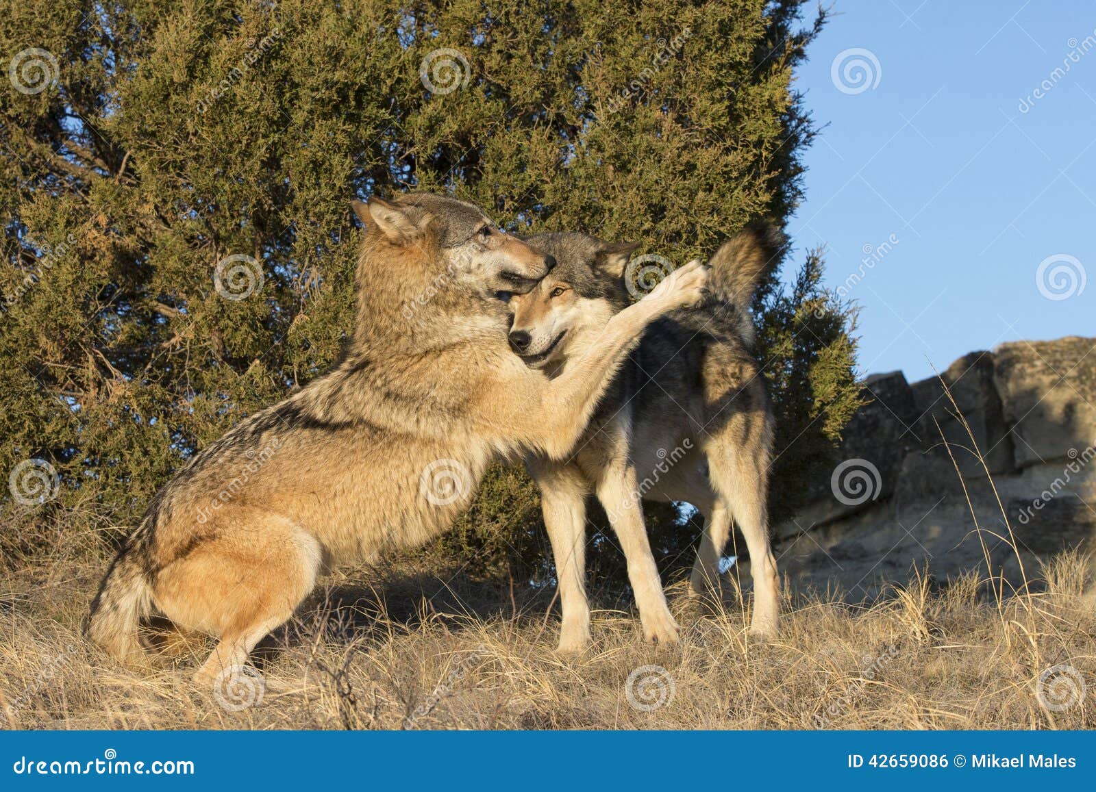 Affection Displayed by Male and Female Timber Wolves Stock Photo ...
