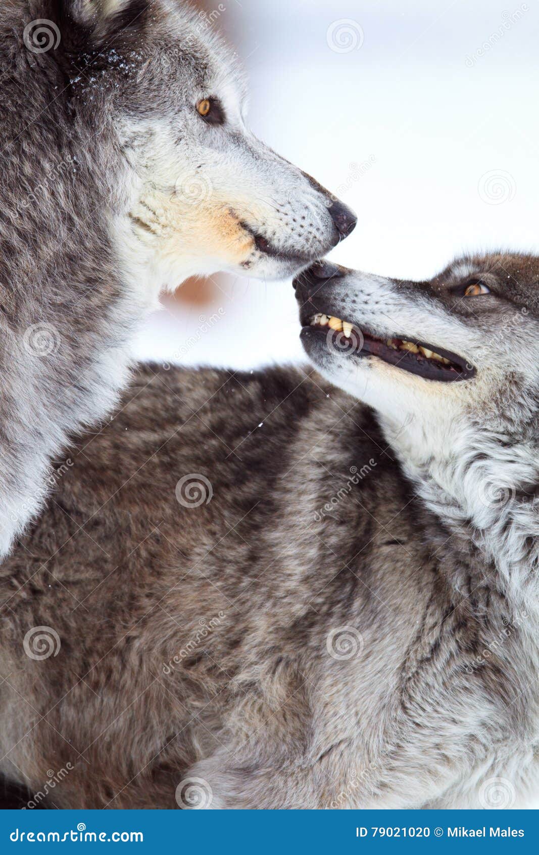 Affection of Two Timber Wolves Stock Photo - Image of marking, babies ...
