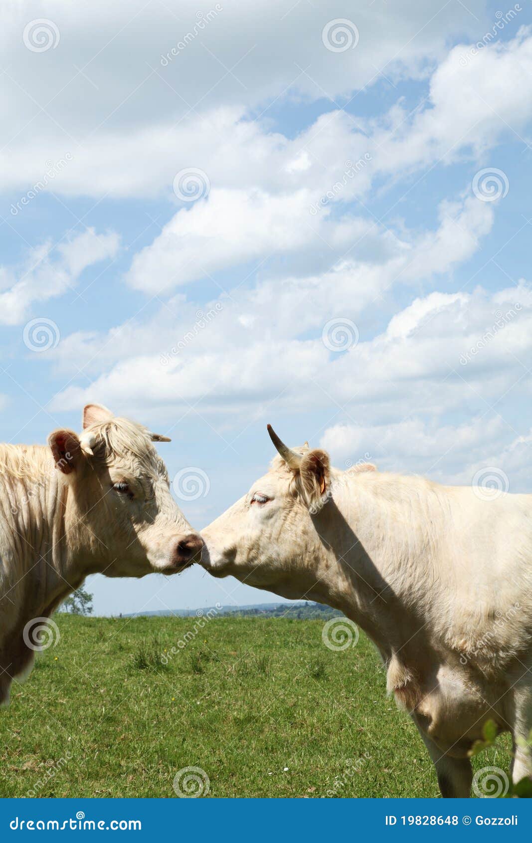 Affectionate Charolais Bull and Cow Stock Photo - Image of bull, animal ...