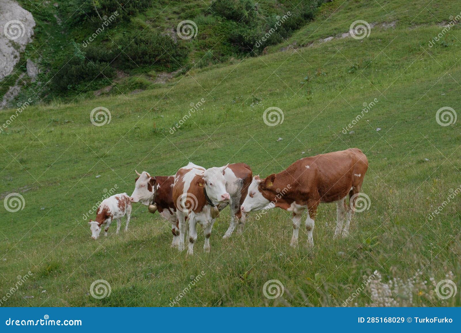 Affectionate Cows in Bavarian Pasture Stock Image - Image of grass ...