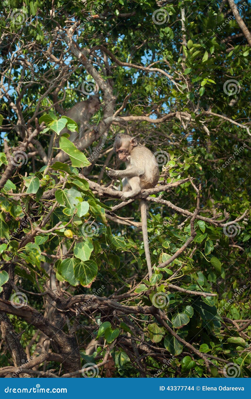 Affen Auf Der Insel Koh Ped Stockfoto - Bild von grün, schauen: 43377744