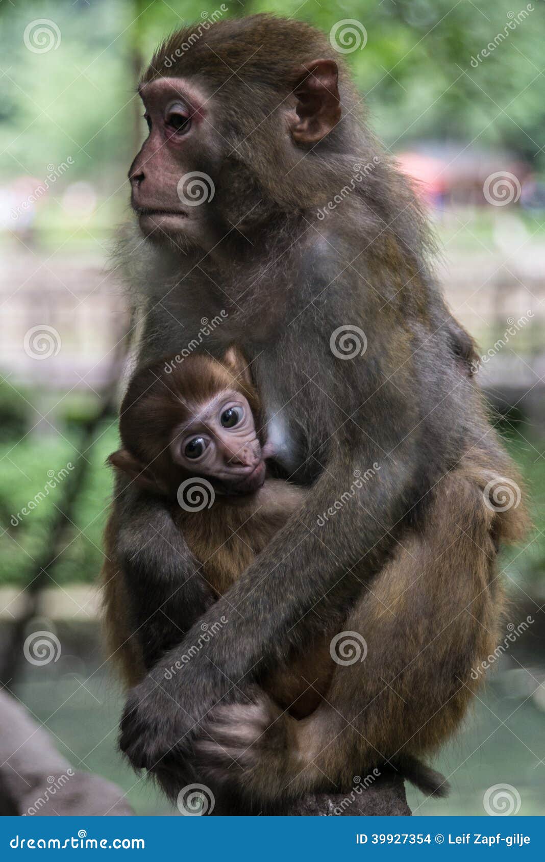 Affen: Baby und Mutter stockfoto. Bild von mutter, porzellan - 39927354