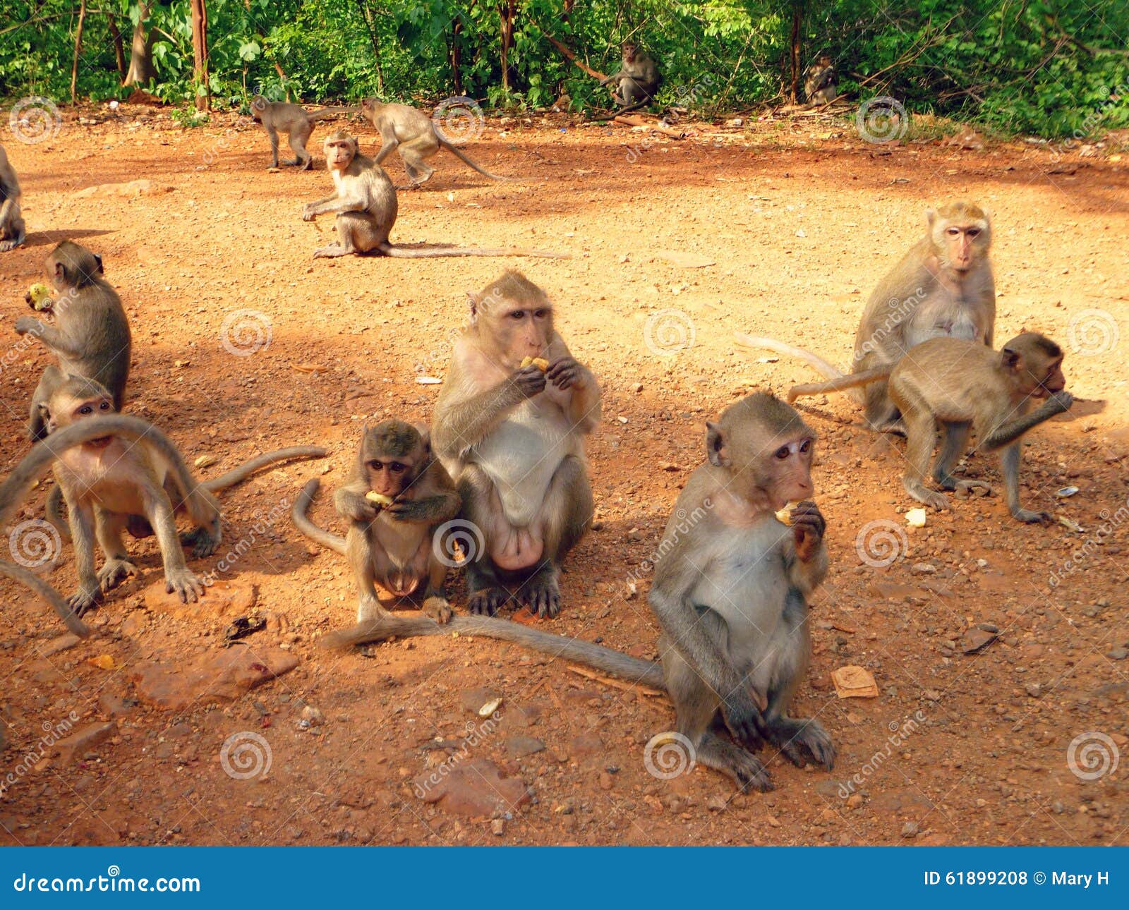 Affen in Thailand redaktionelles stockfoto. Bild von fallhammer - 61899208
