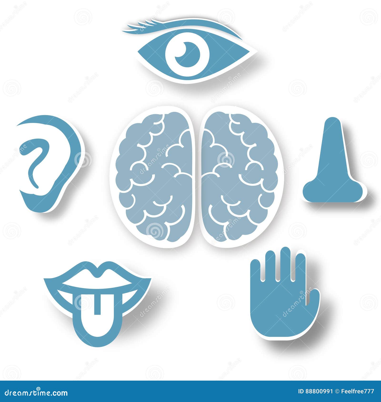 Affiche de cinq sens illustration stock. Illustration du docteur - 88800991